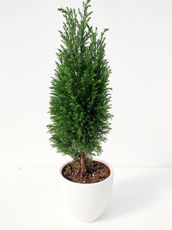 Natale: Cipresso Leyland piccolo. Vendita piante e green design